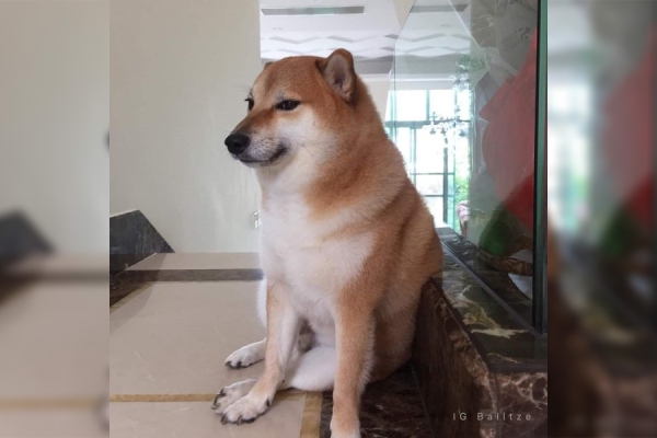 ¡Que te recumperems Cheems! La estrella de los memes está enferma