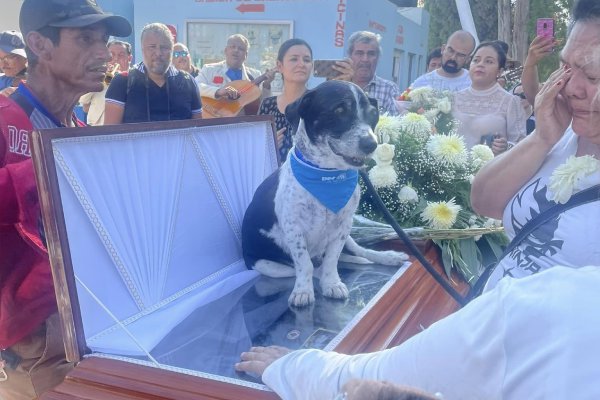 Pinto, el perrito que se convirtió en símbolo de amor y lealtad ...